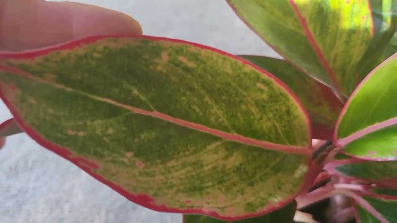 Aglaonema Tigress-Chinese Evergreen Plant #shorts - YouTube