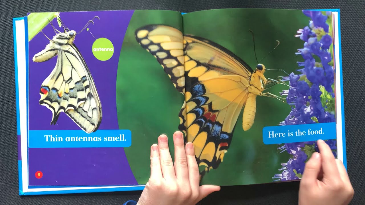 Insect World Butterflies by Mari Schuh AR level 0.9 Quiz #161673 - YouTube