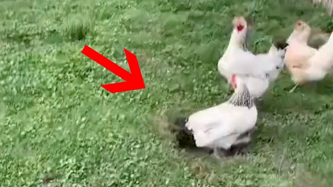 Cheeky Chickens Keep Digging Holes In Garden - YouTube