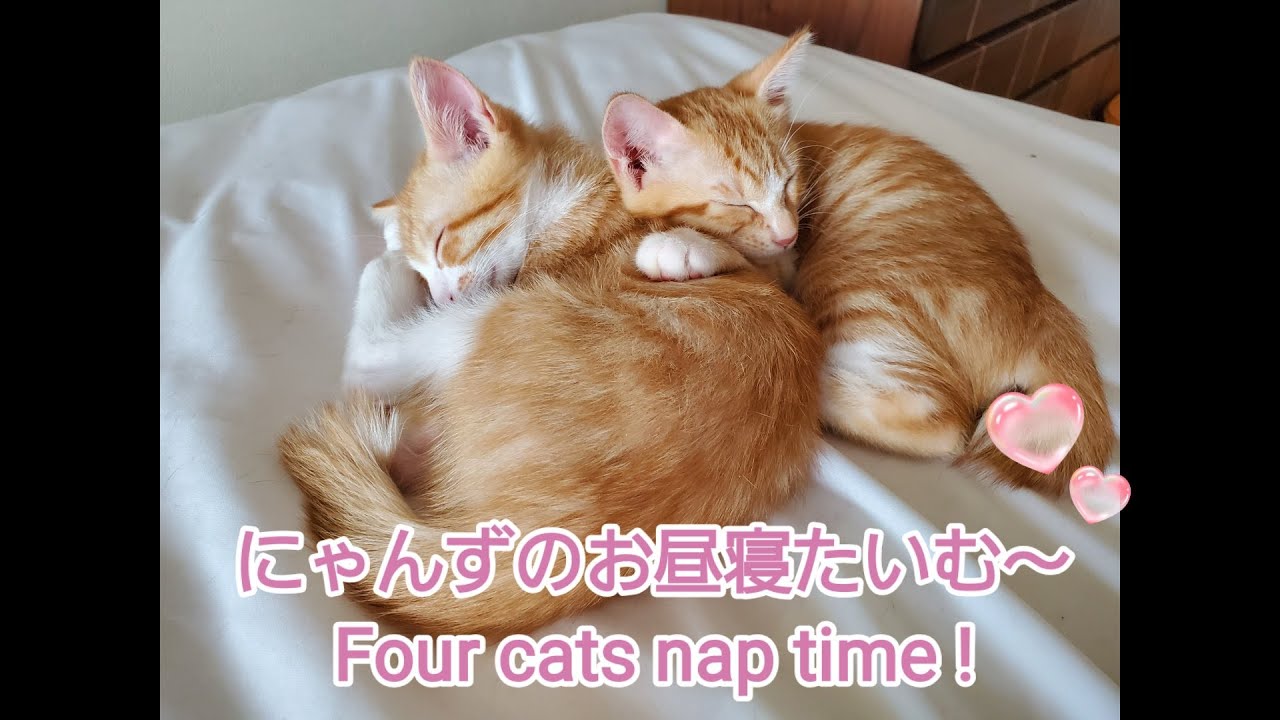 Cats Nap Time-にゃんずのお昼寝タイム-Kittens Nap Time [#006] - YouTube