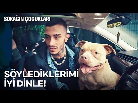 O Sıradan Bir Köpek Değil, ŞALTER! - Sokağın Çocukları 7. Sezon 1. Bölüm