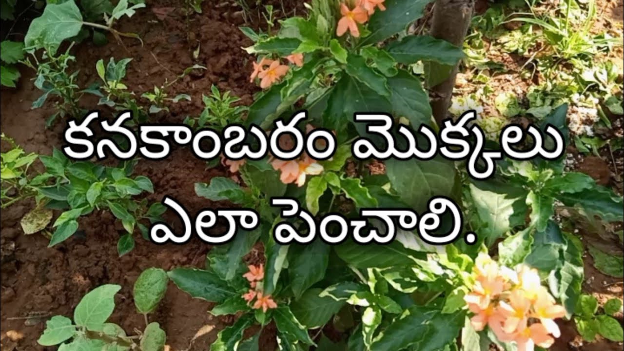 Crossandra plant care|kanakambaram plant|crossandra plant propagation ...