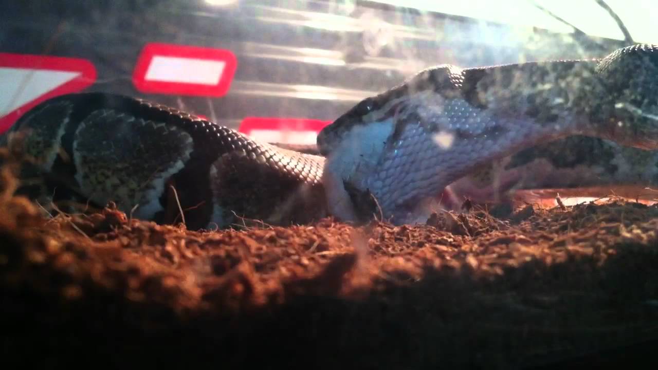 Ball Python Eating Live Mouse - YouTube