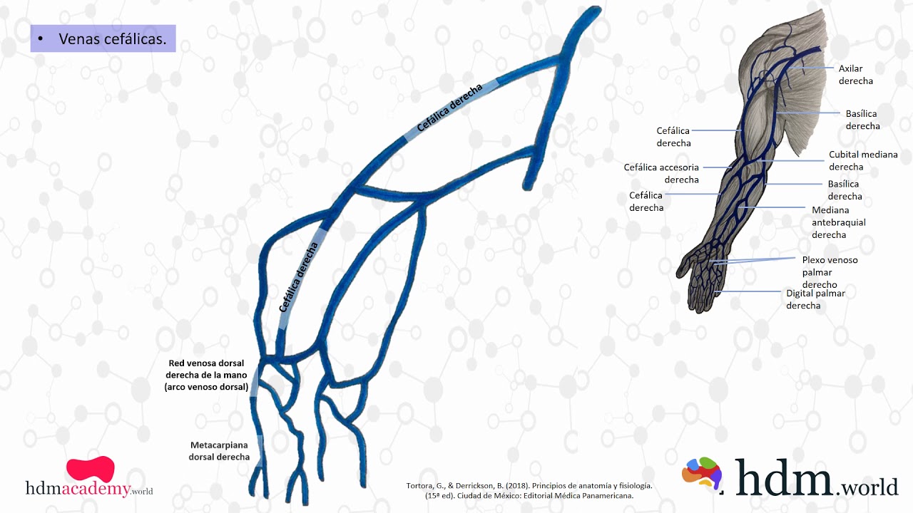 Venas superficiales del brazo - YouTube