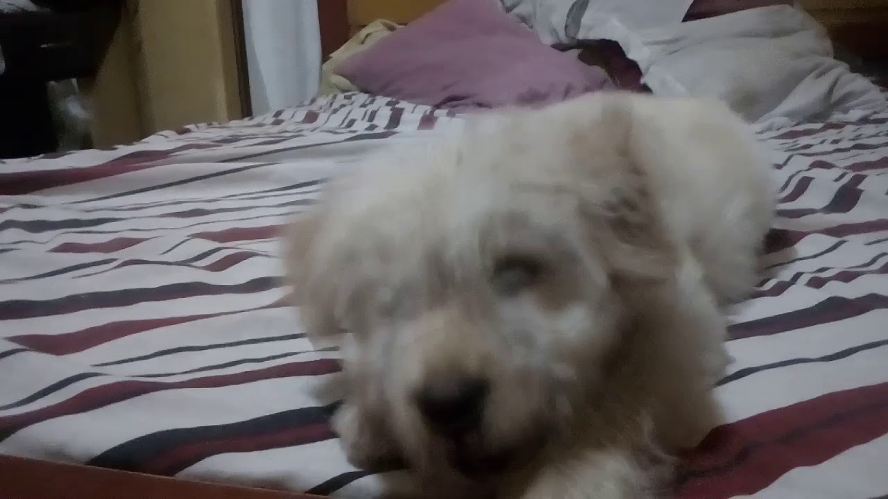 Los Perritos Mas Lindos Y Tiernos Del Mundo Youtube