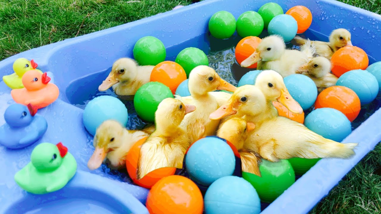 5 cute little ducks swimming in the baby bath tub - YouTube
