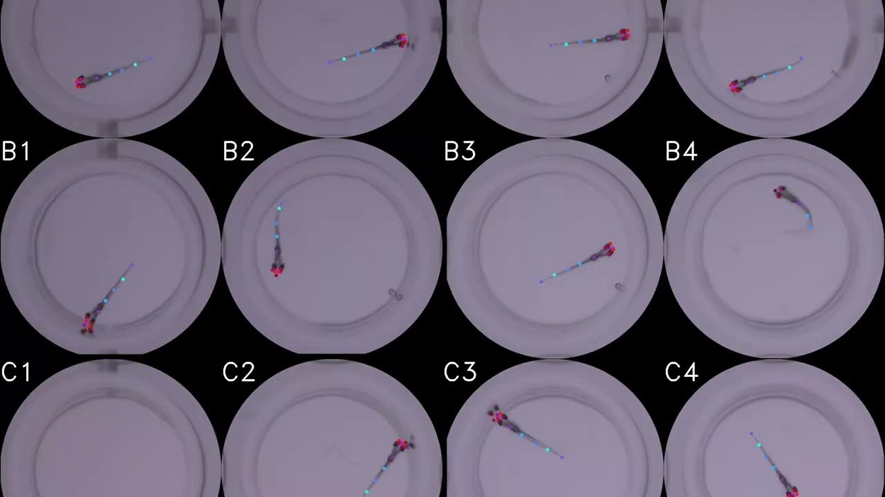 Automated zebrafish pose estimation and eye tracking - YouTube