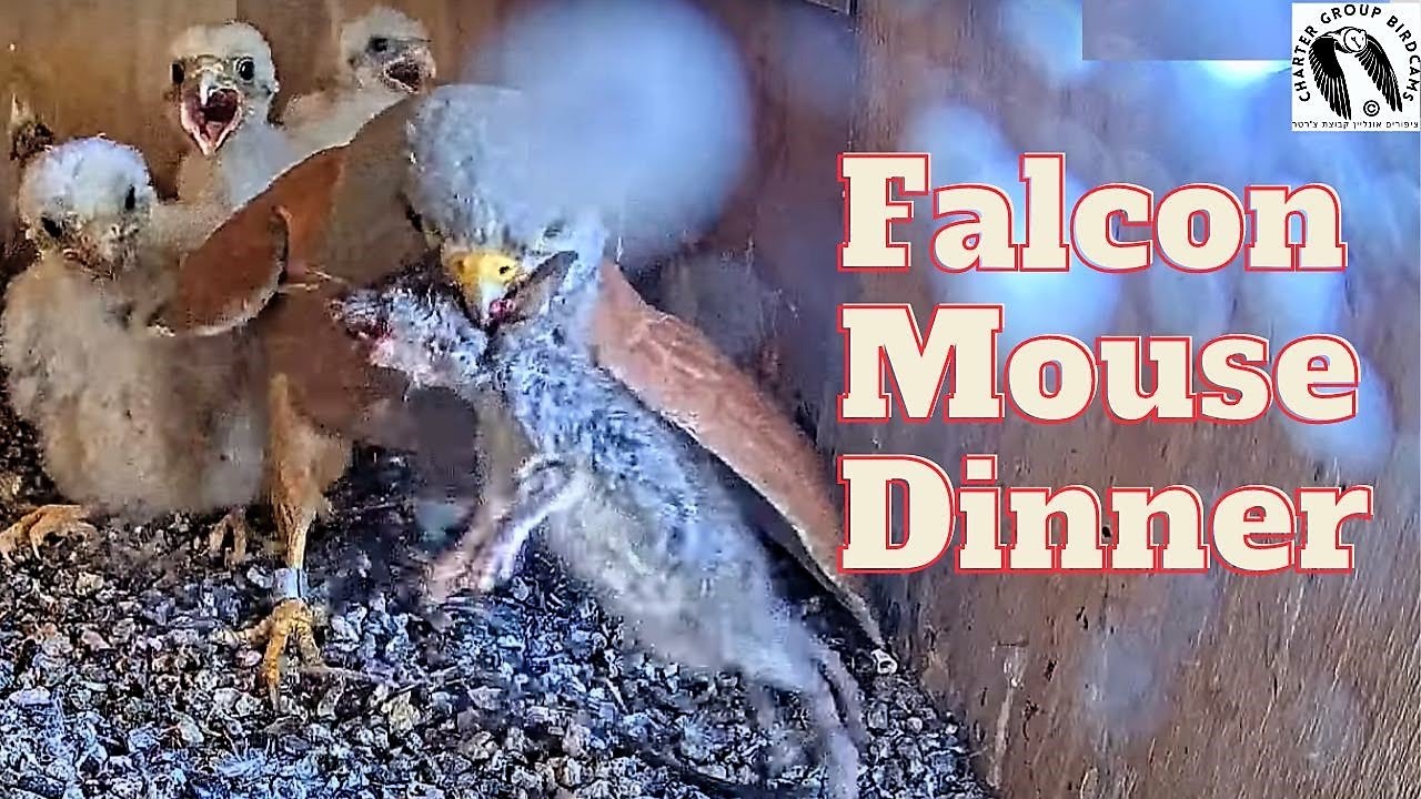 The Extraordinary Efforts of a Lesser Kestrel Dad to Feed His Chicks ...