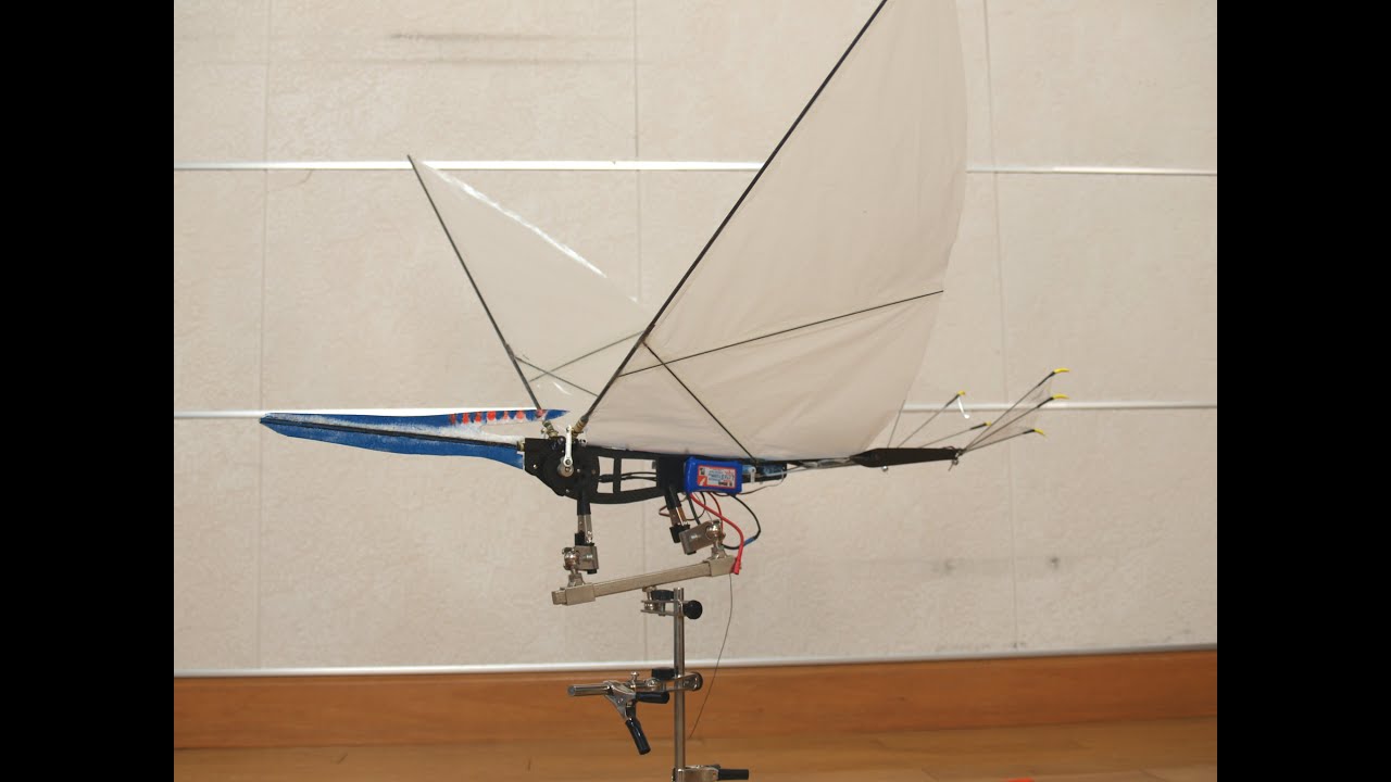 Pteranodon V5-5 in the sky Ornithopter RC - YouTube