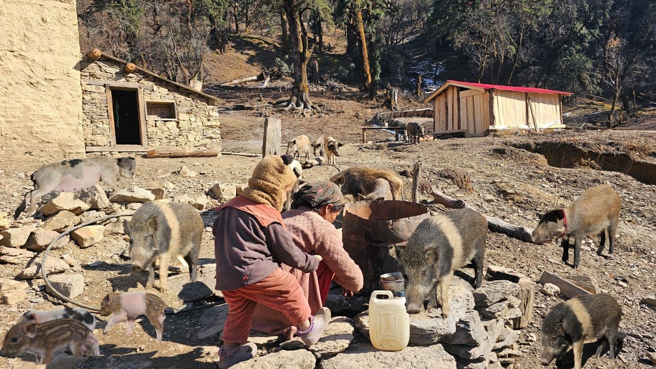 Pig Farming in Himalayan Village || Nepal || Village Lifestyle in ...