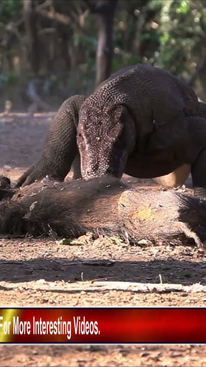 komodo dragon - YouTube