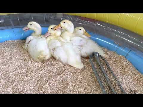 Duck Pile! - YouTube