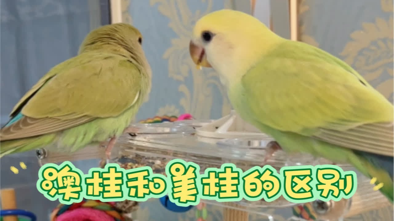 澳桂和美桂 傻傻分不清楚 - YouTube