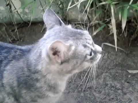 Mission Miaou ! - YouTube