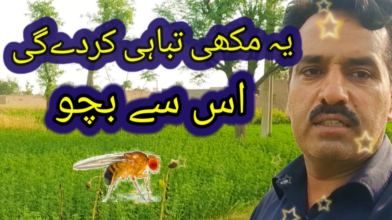 Fruit flies attack (Phal ki makhi),Hindi/Urdu - YouTube