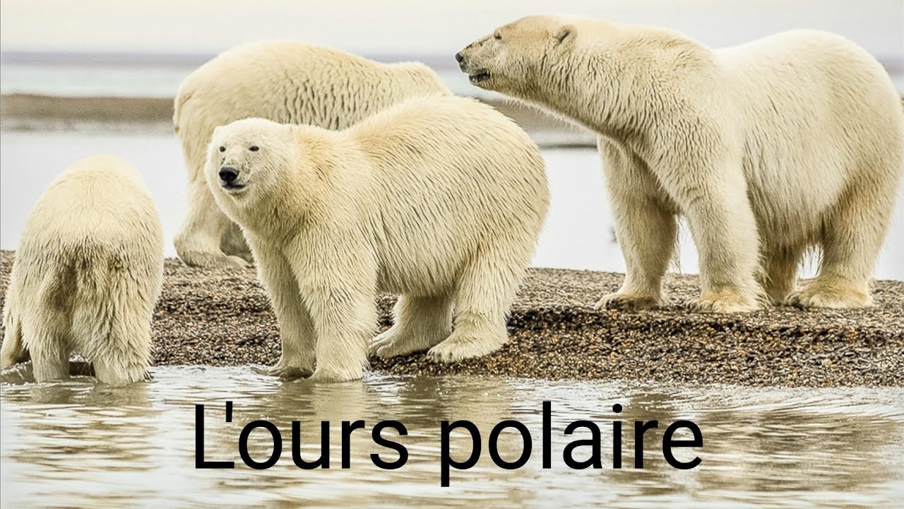 L'ours polaire : Maître des régions arctiques. Décrire un animal en ...