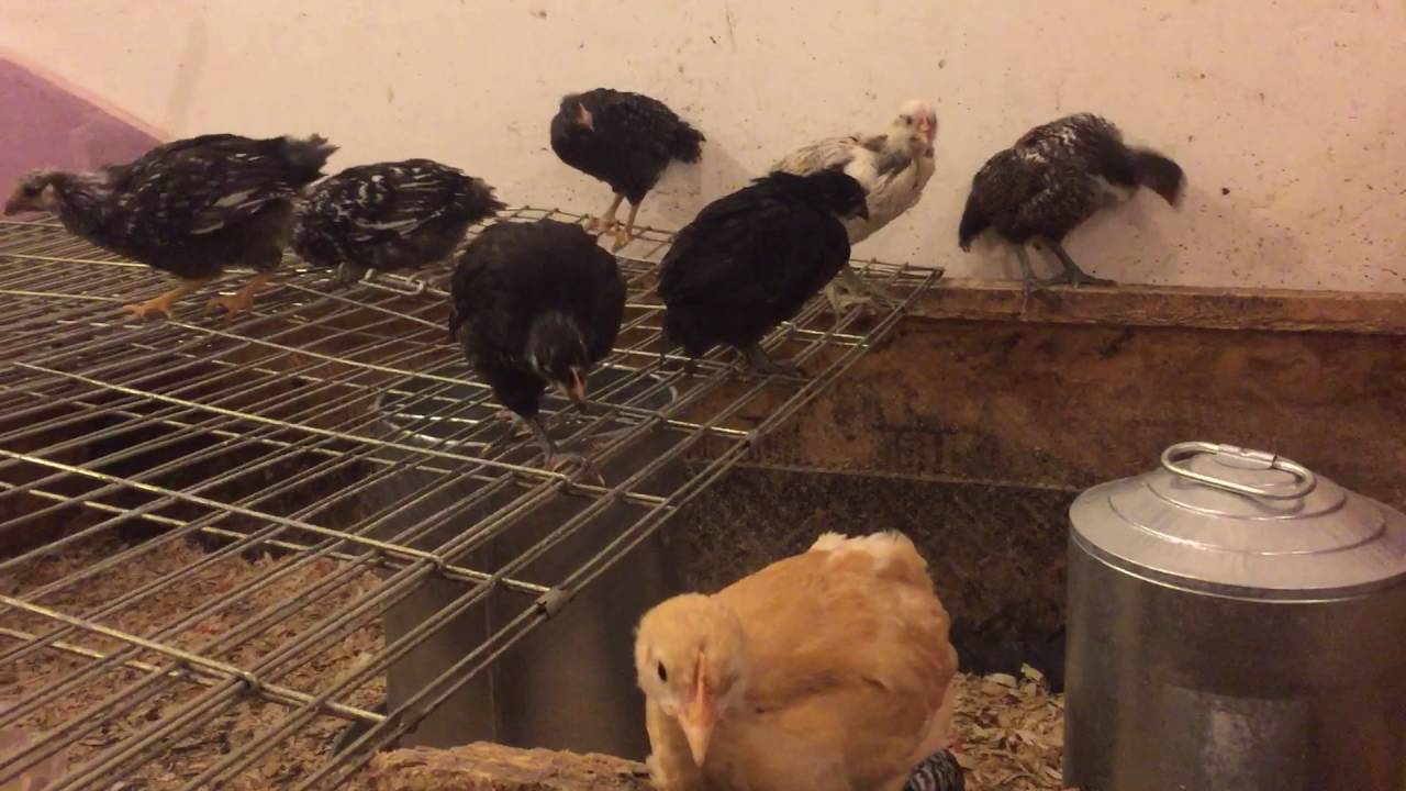 One month old chickens - YouTube