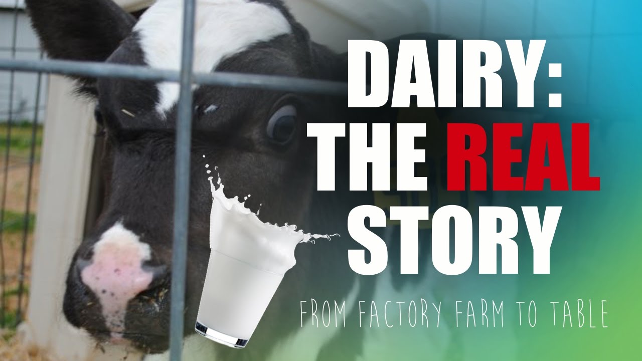 The REAL Story of Dairy: Factory Farm to Table - YouTube