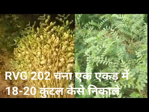 RVG 202 चना एक एकड़ में 18-20 कुंटल कैसे निकाले ,जानने के लिए देखिए - YouTube