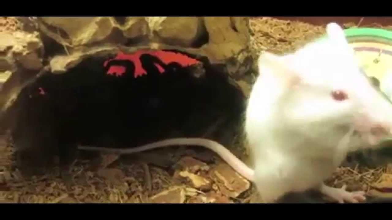 Spider vs white mouse - YouTube