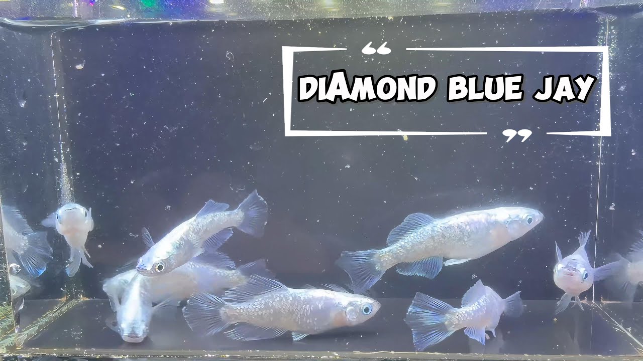 Diamond Blue Jay Medaka - YouTube