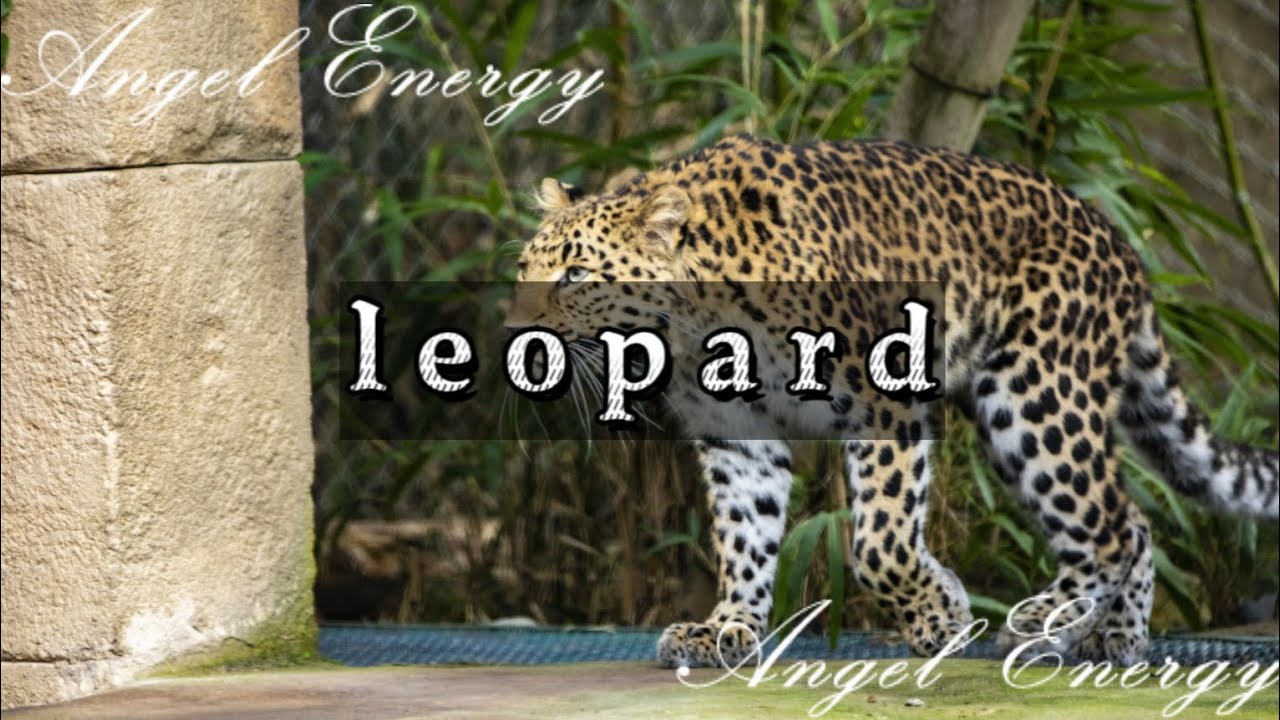 The Ghost of the Cheetah's Escape: See how the cheetah embarks on a ...