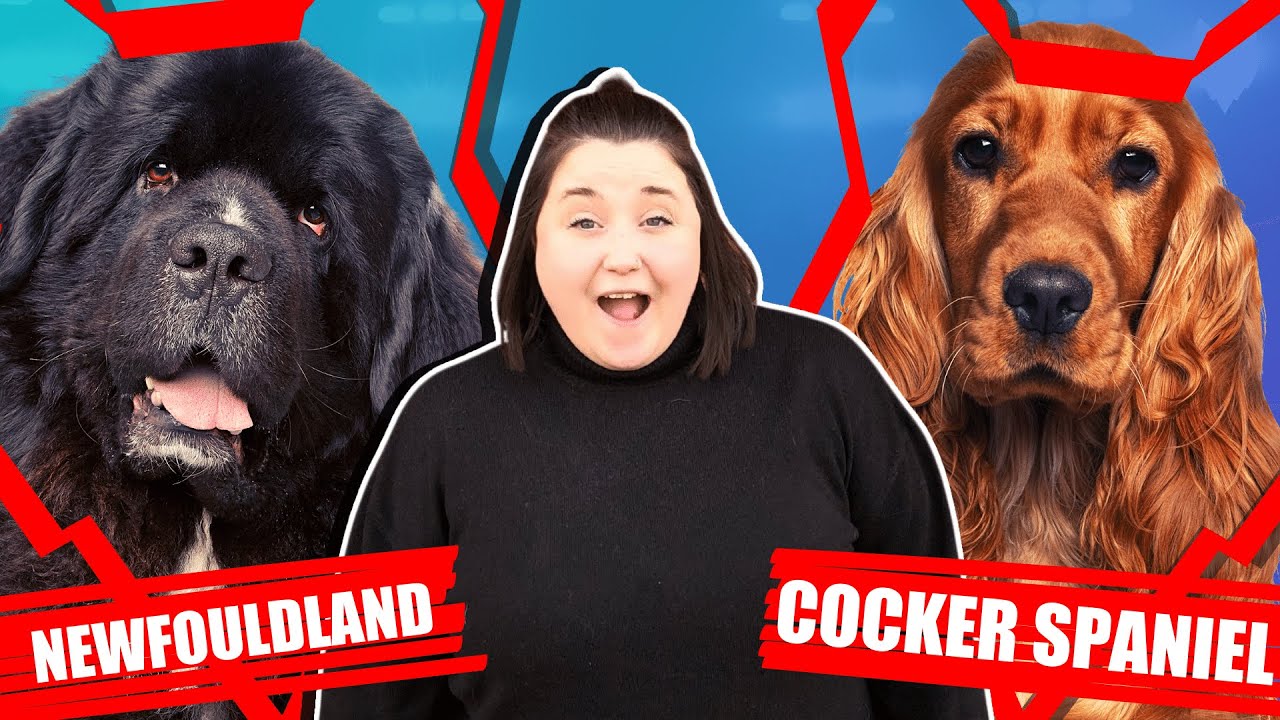 NEWFOUNDLAND VS COCKER SPANIEL - YouTube