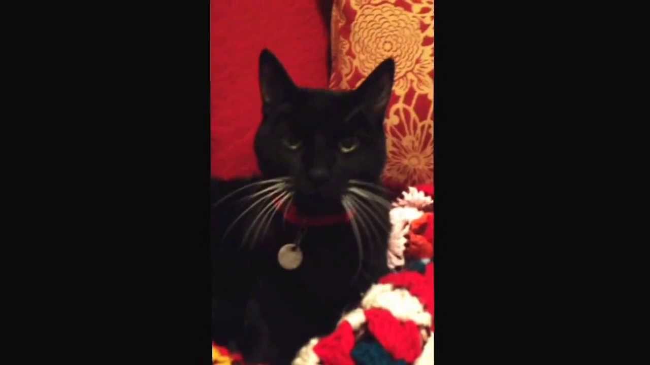 Cat Interrogation - YouTube