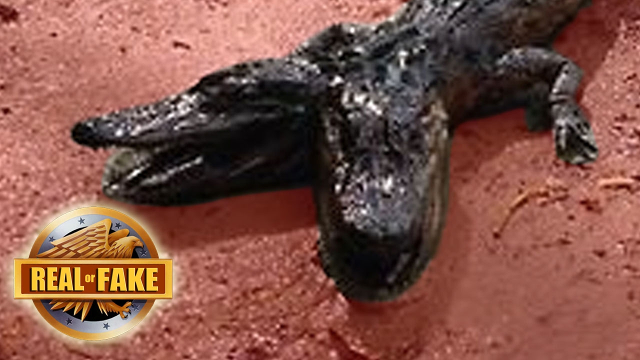 Real Multi Headed Animals