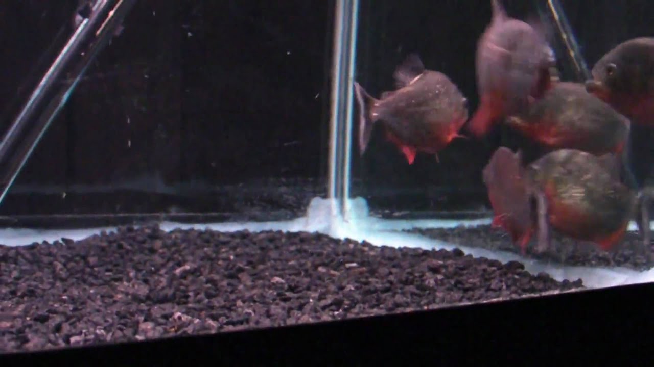 Red Belly Piranhas eating fish - YouTube