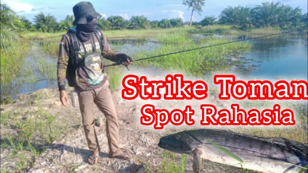 Spot Toman Tersembunyi : Hidden Gem | Mancing | Casting Toman #mancing ...