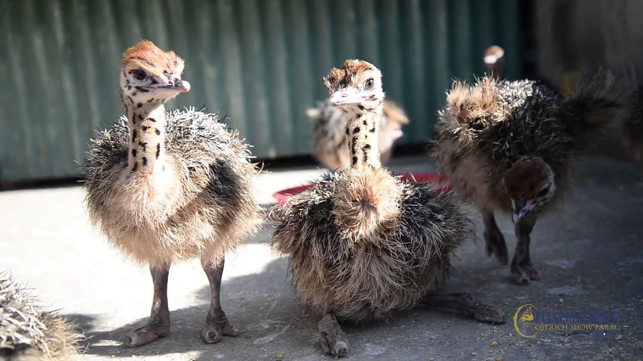 Highgate Ostrich show farm Oudtshoorn - YouTube