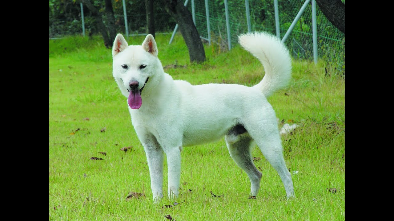 성경 동물사전 - 개(Ba G2) / Bible Animal Dictionary - Dog (Ba G2) - YouTube