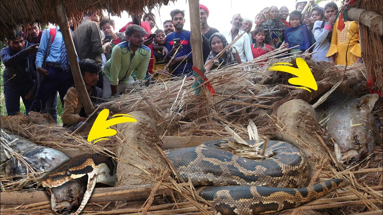 एक और खतरनाक मंजर इस गांव में, जब अजगर सांप ने इस जीव को जिंदा मार डाला ...