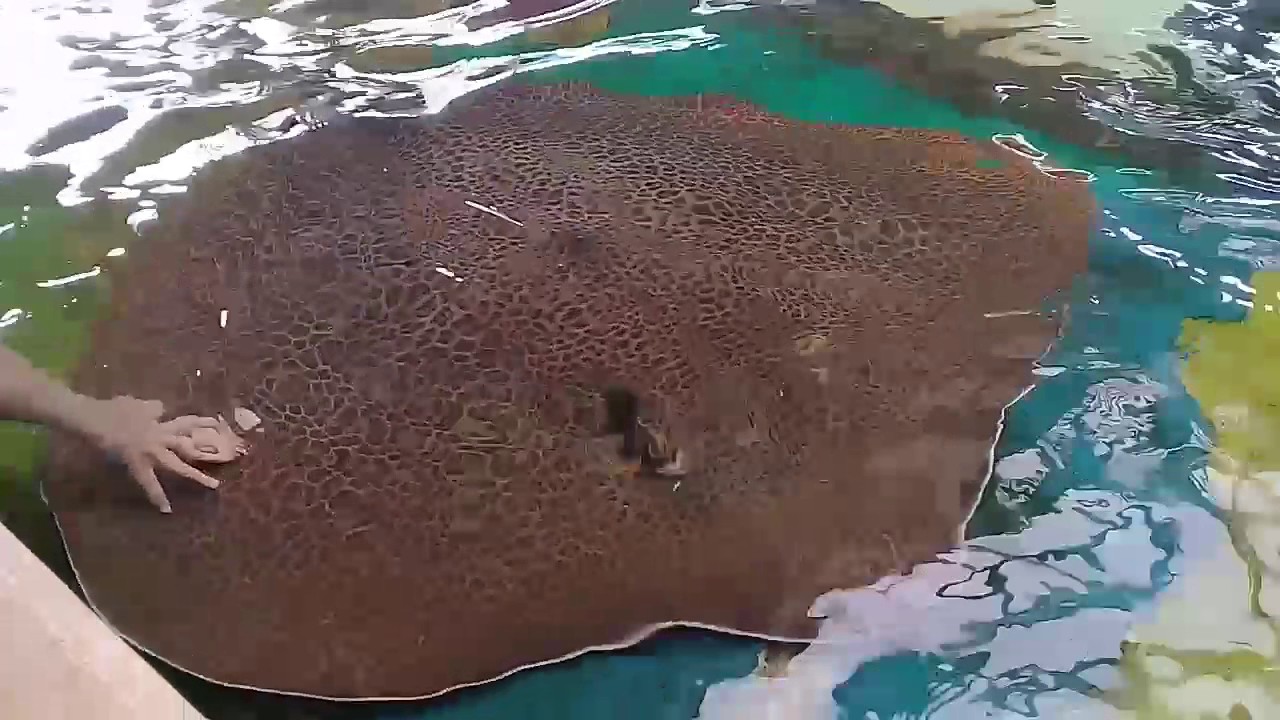 Mantarraya asesina - YouTube