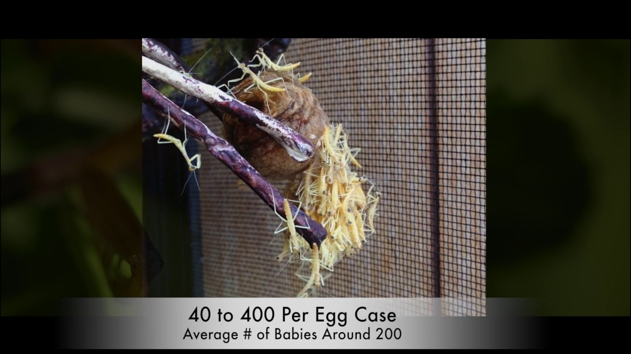 Pray Mantis : What to expect from egg case NIC - YouTube