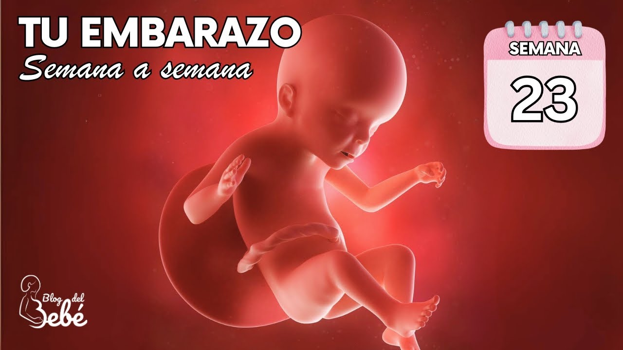 ️ Semana 23 de embarazo 🤰 Síntomas, consejos y desarrollo del bebé | El ...