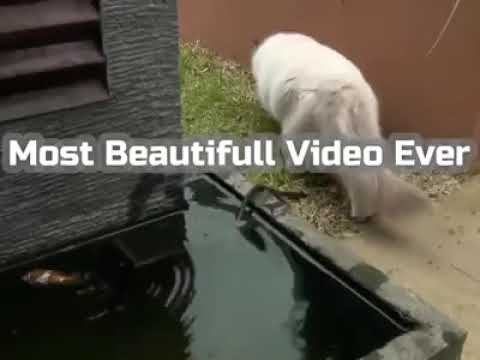 animals sensitivity - YouTube