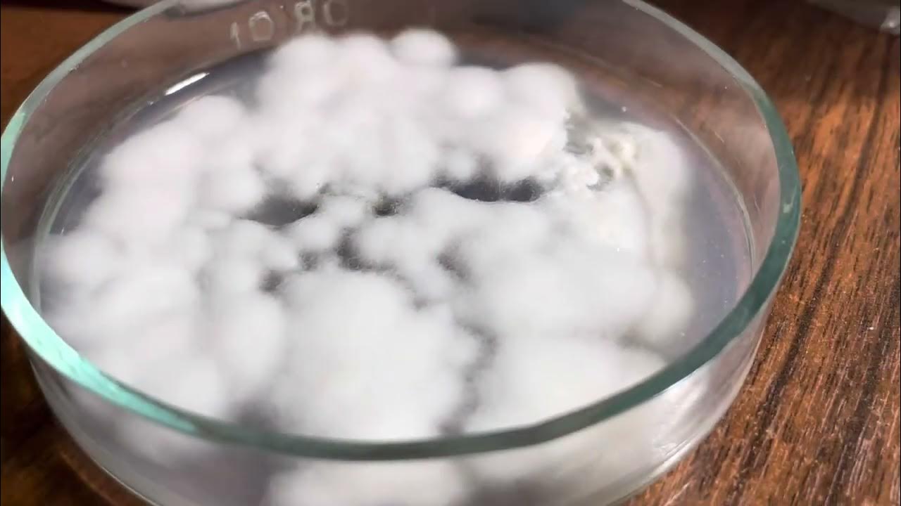 Проверка препарата Биоверт, СП. - YouTube