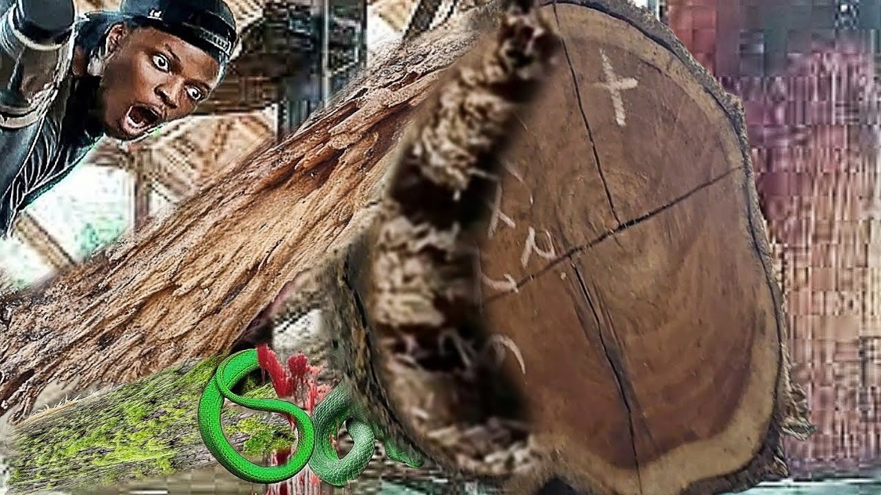unexpected discovery of old teak logs during sawing at sawmill - YouTube