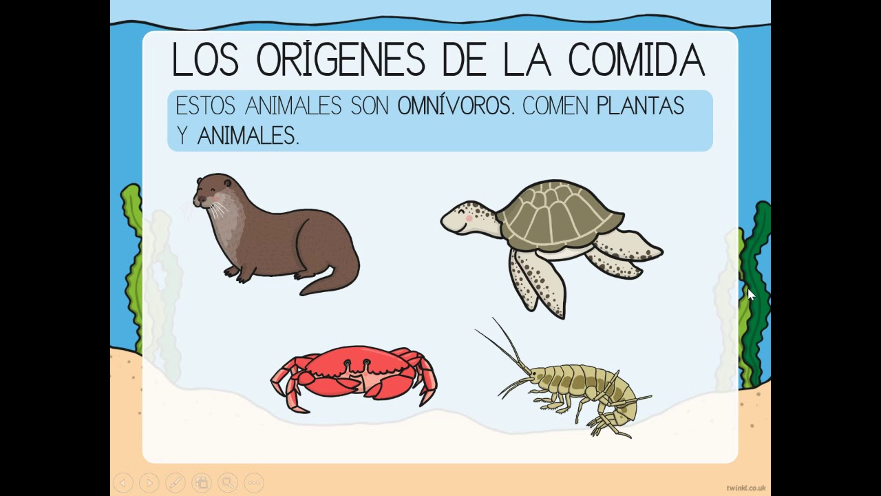 Cadena alimenticia bajo el mar - YouTube