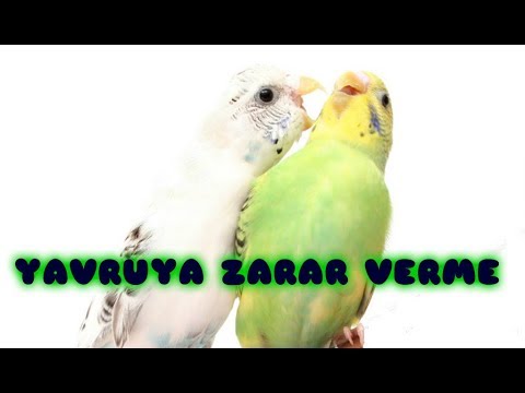 ANNE veya BABA KUŞ HANGİ DURUMDA YAVRUYA ZARAR VERİR