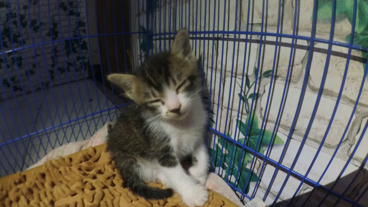 Gemes Banget! Anak Kucing Ngantuk Berat - YouTube