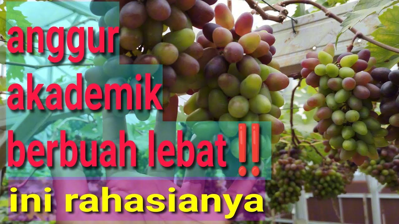 ANGGUR AKADEMIK BERBUAH LEBAT, APA RAHASIA PUPUKNYA⁉️ - YouTube
