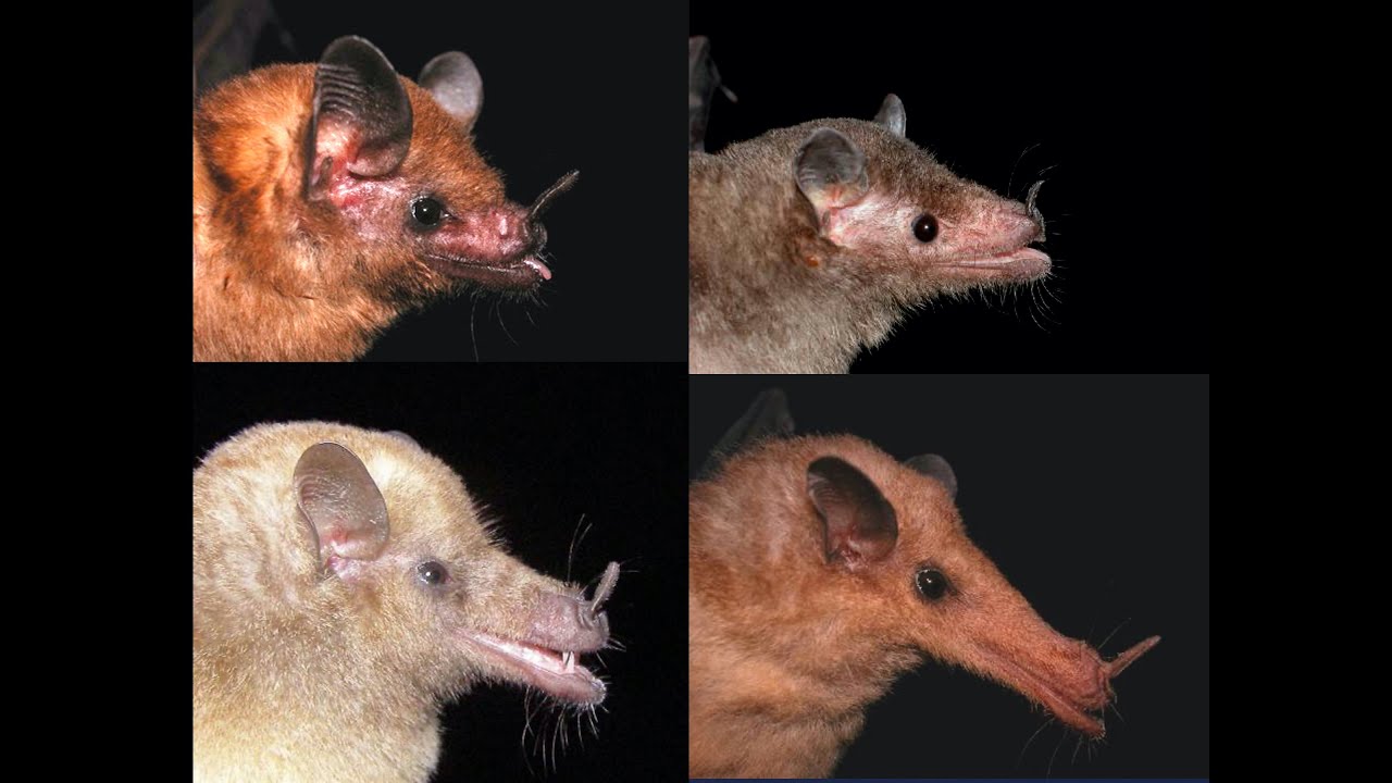 Murciélagos nectarívoros en el Zoológico de Chapultepec, Ciudad de ...