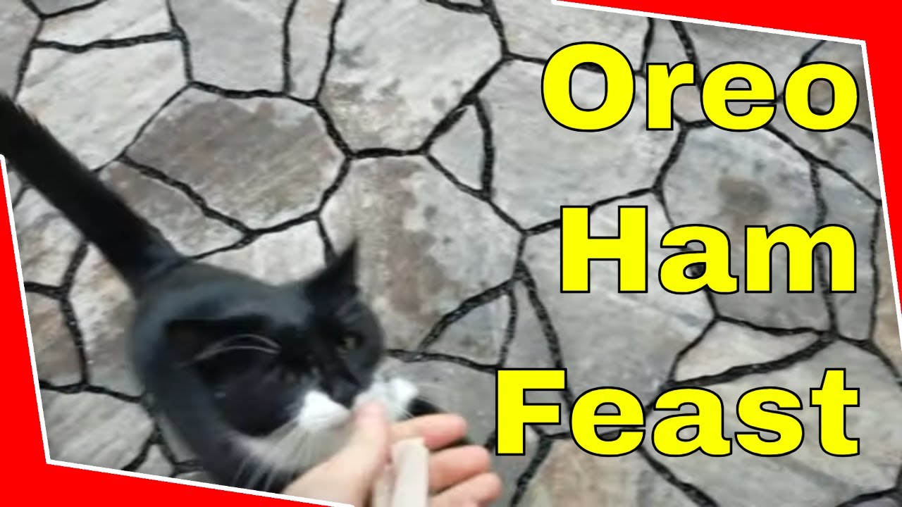 Oreo the Cat's Ham Feast! | Cute Munching Moments - YouTube