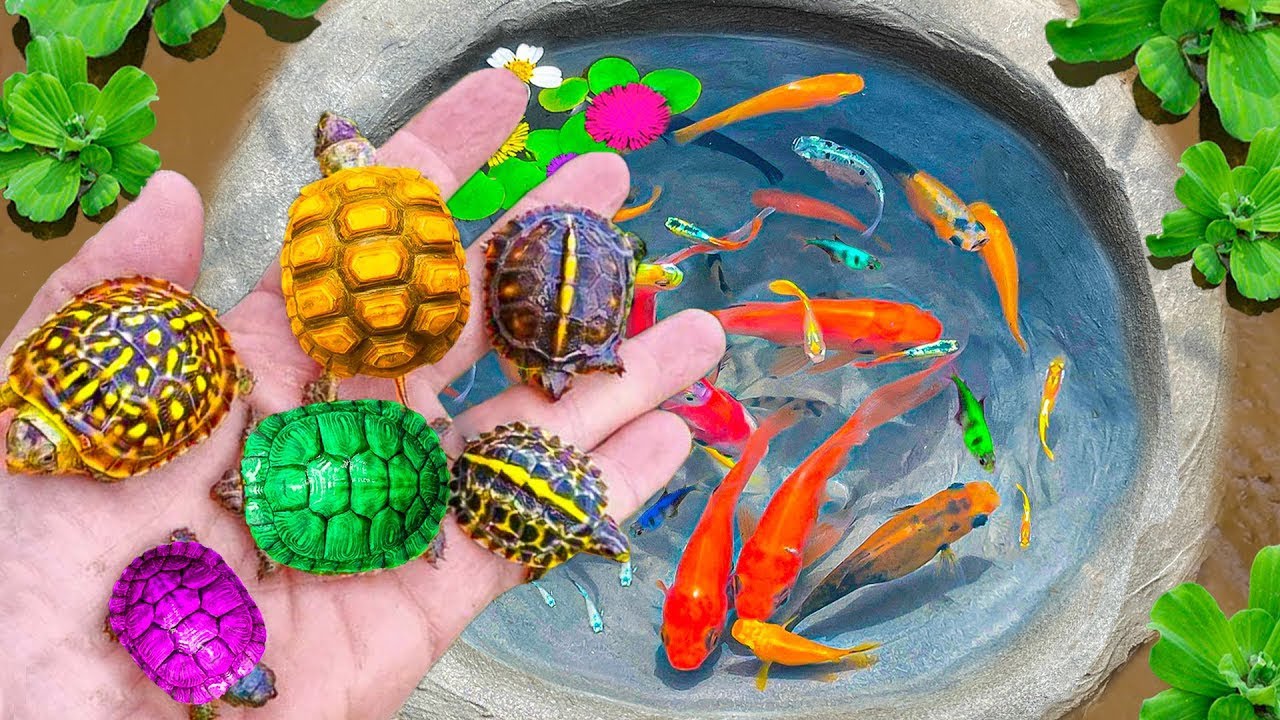 Catch Koi Fish Nesting In Small Pond, Dragon Ear Fish, Golden Frog ...