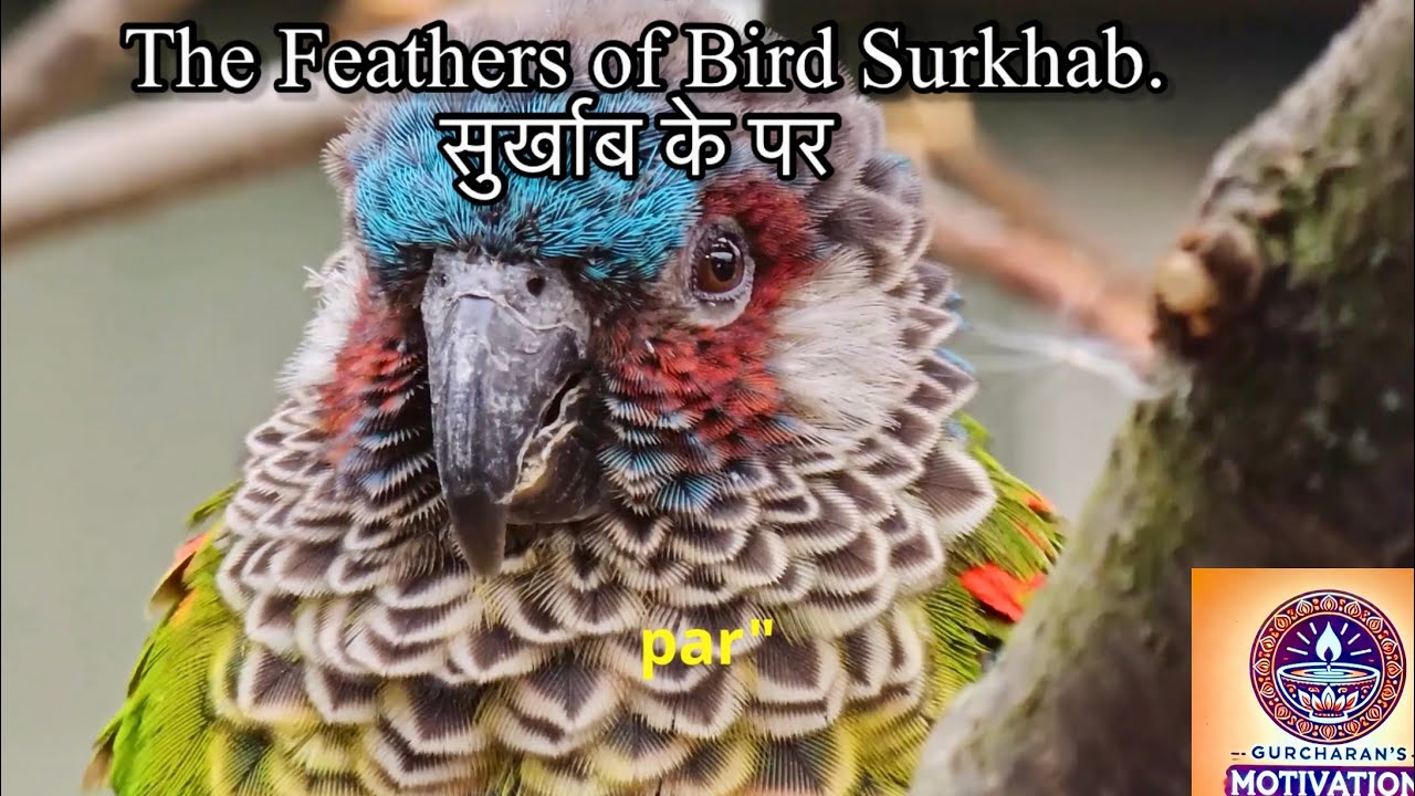 The feathers of bird Surkhab. सुर्खाब के पर । # LifeSublime - YouTube