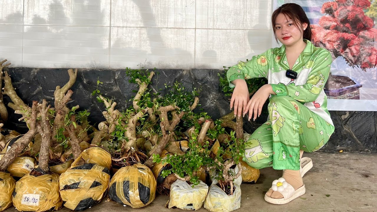 Kiểng giá xả lỗ 26/5 #0936292791 Ánh Tuyết có Sam Trái, Sam Hương, Bông ...