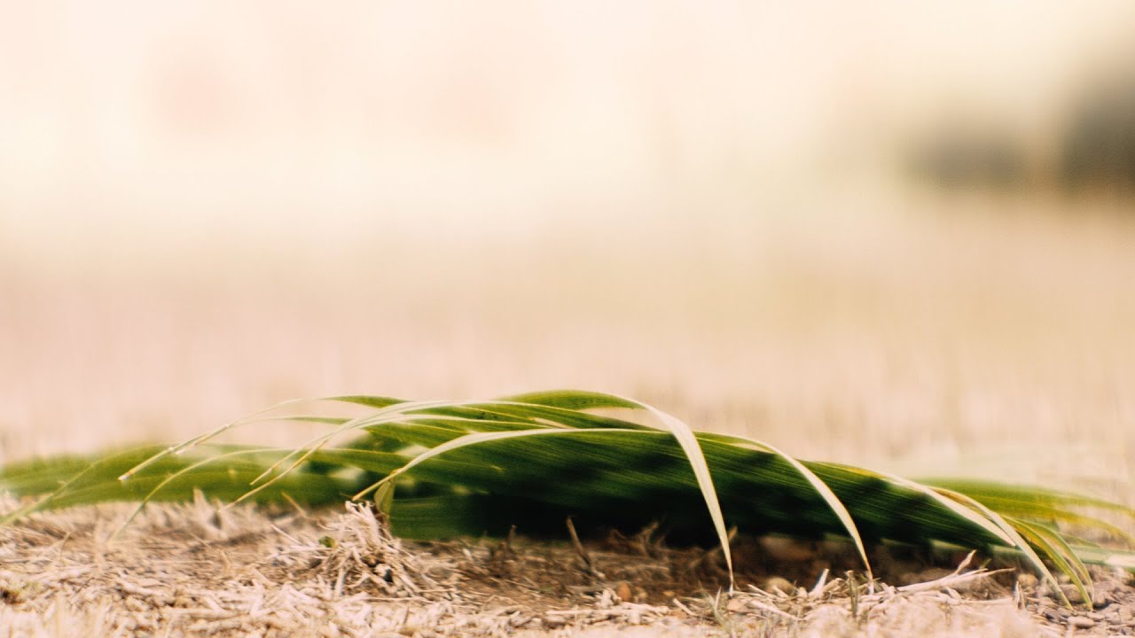 Palm Sunday | Jerry Schaffer | The Well - YouTube